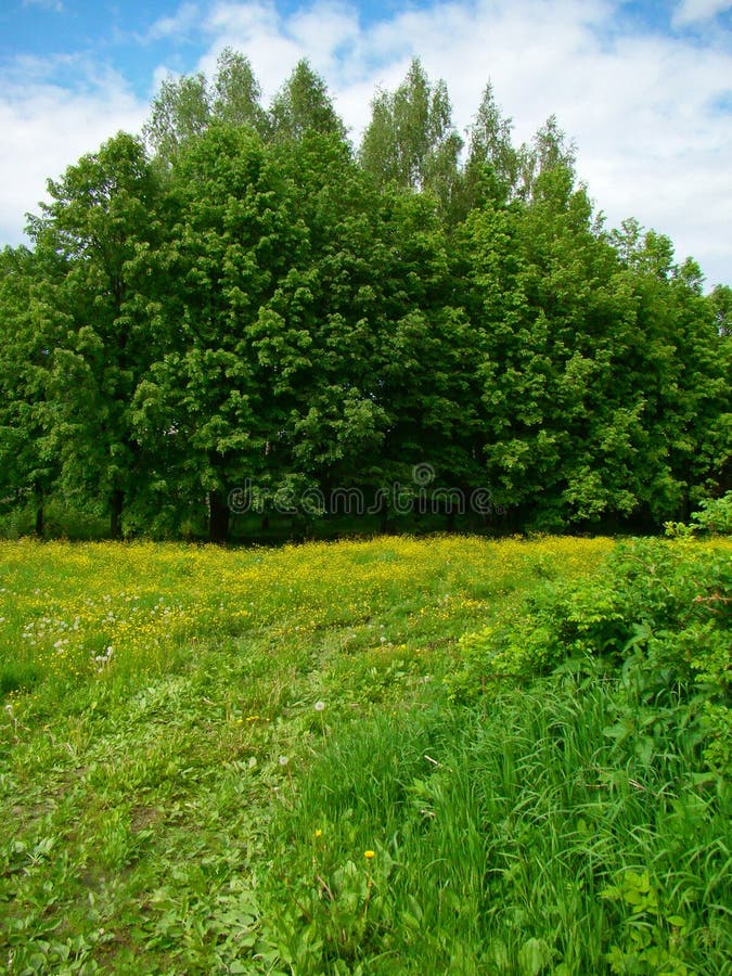 Spring sunlit meadow stock photo. Image of outdoor, trees - 111705458