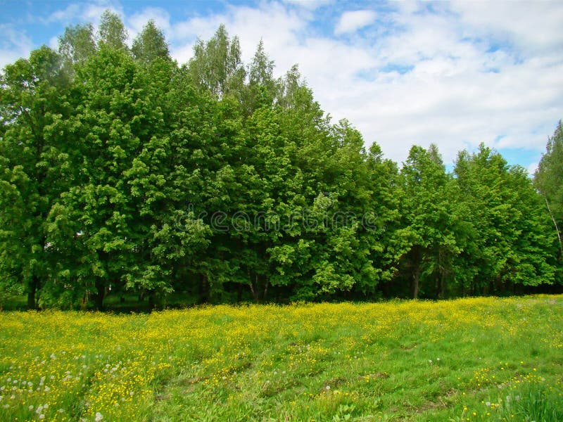 Spring sunlit meadow stock photo. Image of summer, green - 111705444