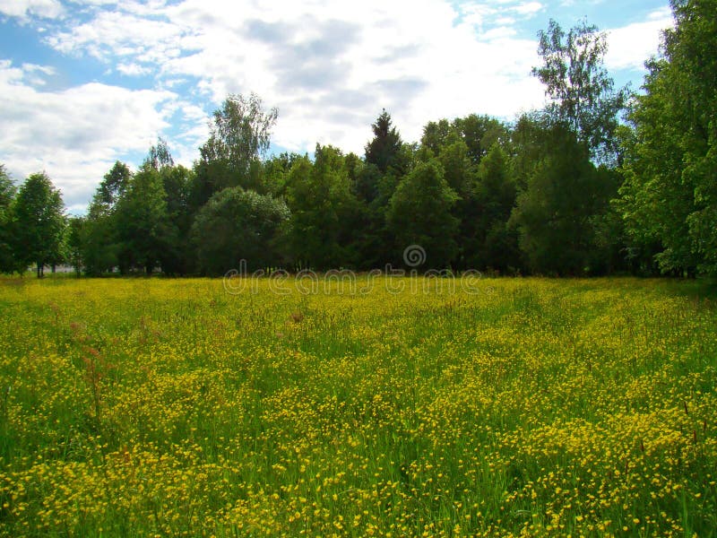 Spring sunlit meadow stock photo. Image of park, garden - 111705490