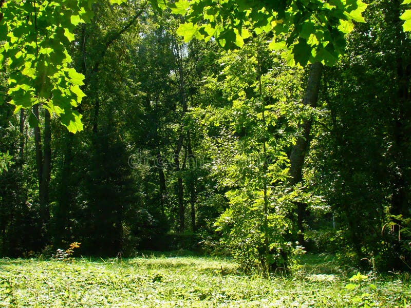Sunlit Spring Forest Landscape with Stream and Trees Stock Photo ...