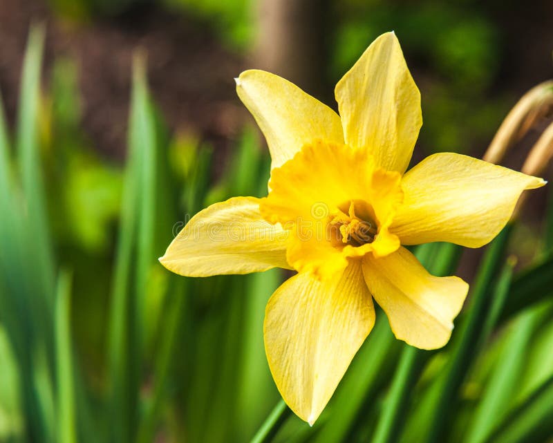 Spring Sunny Day. Blooming Yellow Daffodil.the Background is Blurry ...