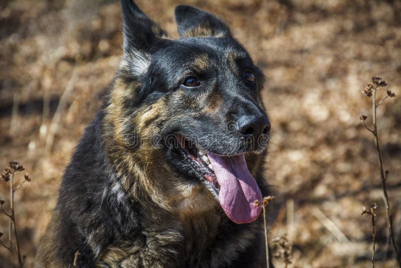 In the Spring, on a Sunny Day, a German Shepherd in Nature Stock Photo ...