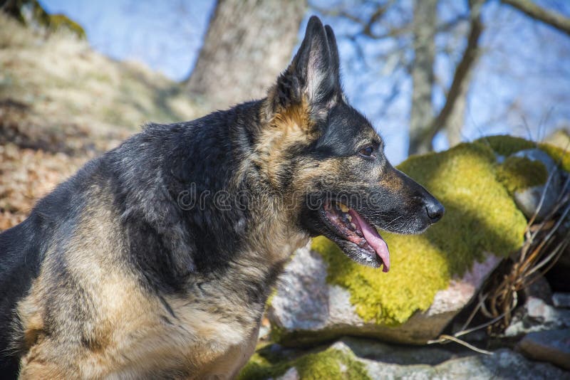 In the Spring, on a Sunny Day, a German Shepherd in Nature Stock Photo ...