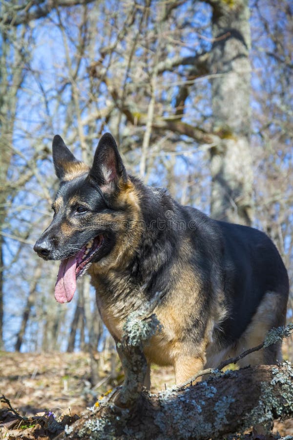 In the Spring, on a Sunny Day, a German Shepherd in Nature Stock Photo ...