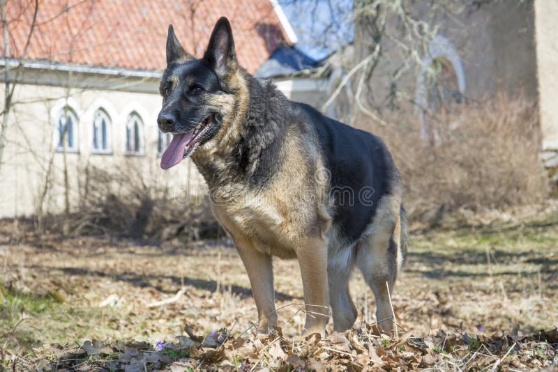 In the Spring, on a Sunny Day, a German Shepherd in Nature Stock Photo ...