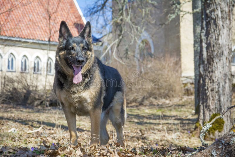 In the Spring, on a Sunny Day, a German Shepherd in Nature Stock Photo ...