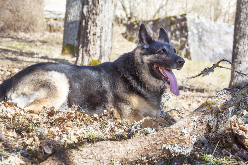 In the Spring, on a Sunny Day, a German Shepherd in Nature Stock Image ...