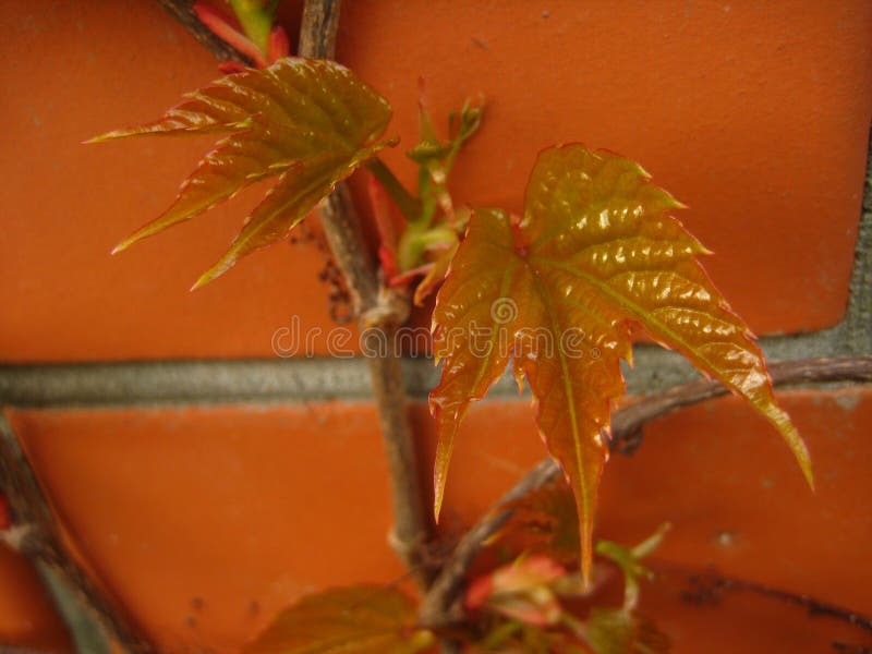 Spring Sunny Day. Orange Leaves. Boston Ivy. Stock Photo - Image of ...