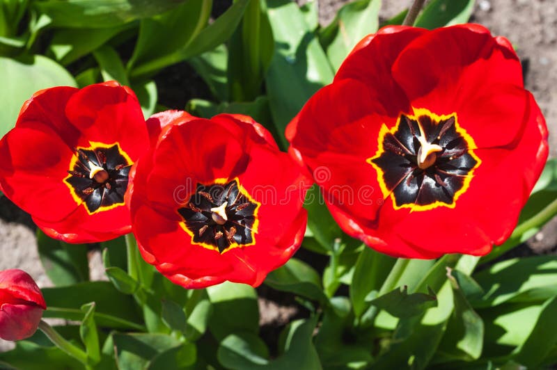 Spring Sunny Day in the Park.Three Open Red Tulips Stock Photo - Image ...