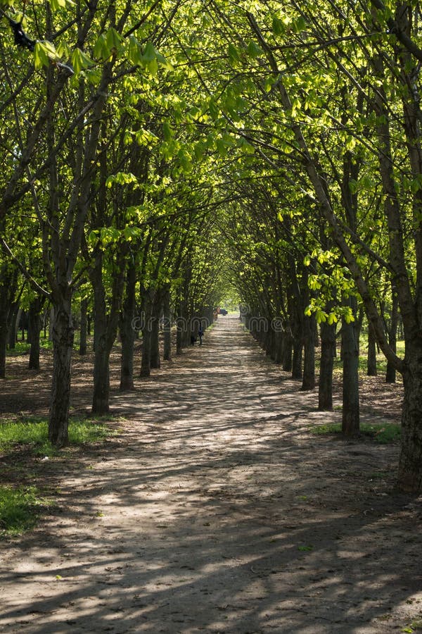 A Long Corridor of Green Spring Trees Stock Image - Image of green ...