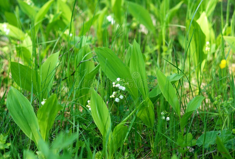 Forest Lilies of the Valley Stock Image - Image of design, decorative ...