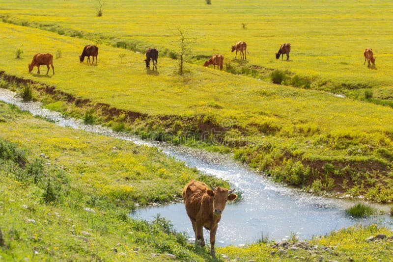 Spring Sunny Landscape with Caws Stock Image - Image of country ...