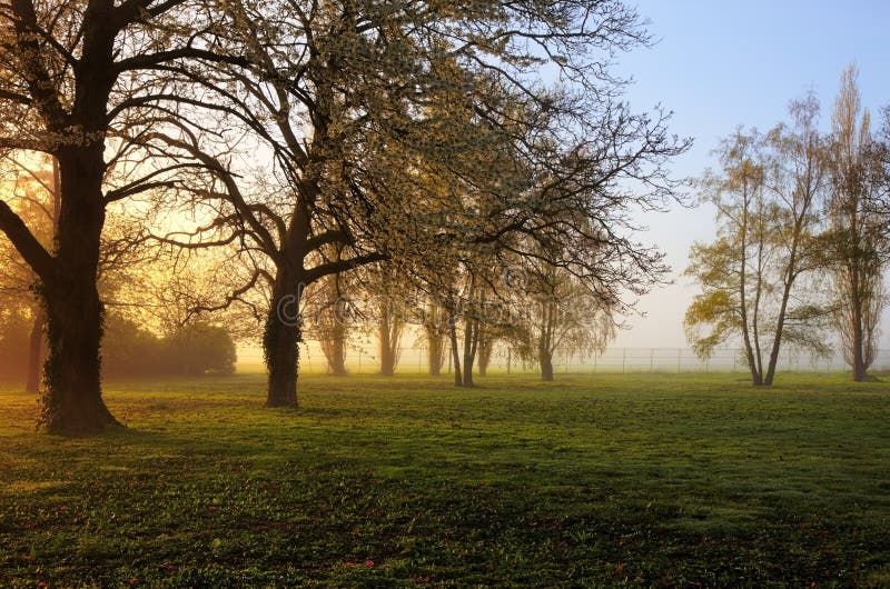 Spring sunrise stock image. Image of lawn, farmland, bloom - 19230133