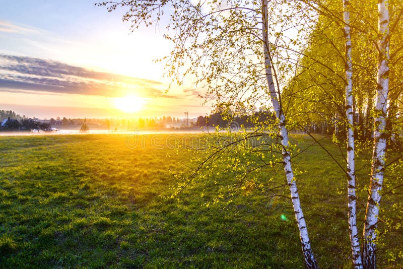 Spring stock photo. Image of amazing, color, branch, cherry - 53991766