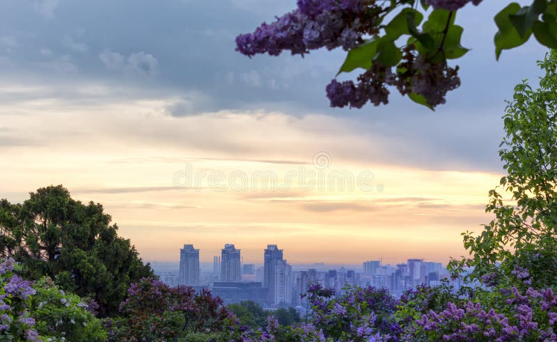 Spring Sunrise through Lilac Blossoms Stock Image - Image of buildings ...
