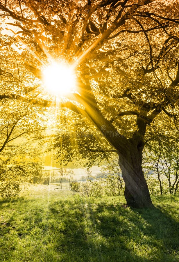Spring sunrise stock image. Image of lime, spring, sunbeams - 70776613