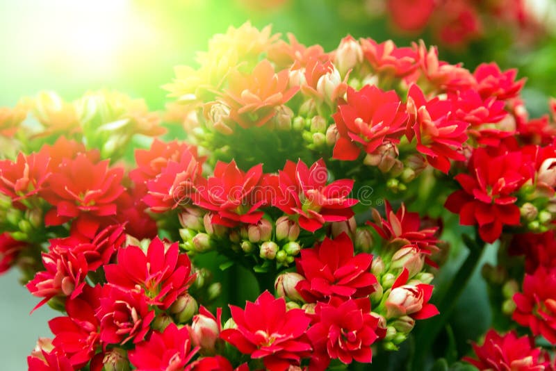 Spring sunset flower stock image. Image of flower, green - 135161403