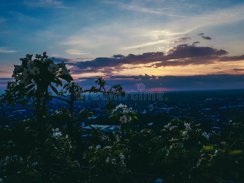 Spring sunset stock photo. Image of nature, flower, sunset - 90298816