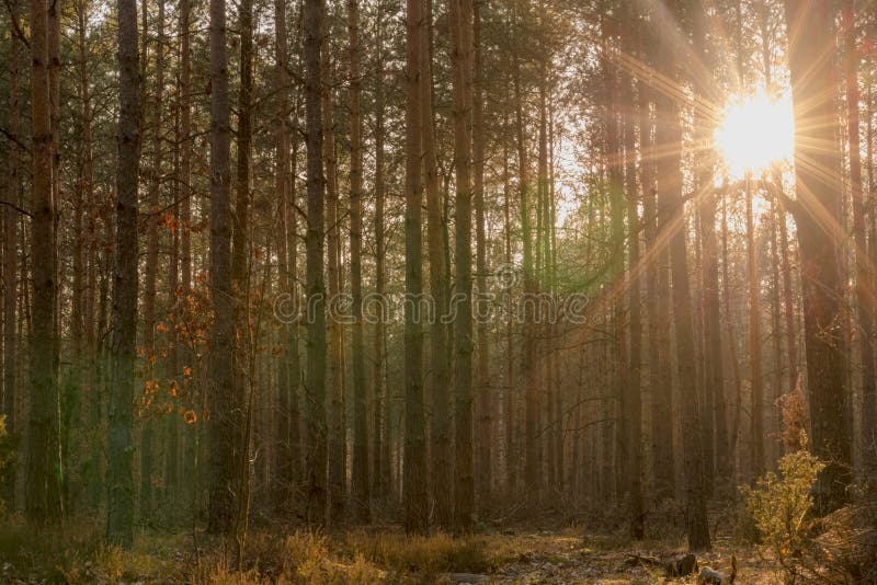 Spring Sunset in a Pine Forest on a March Afternoon. Stock Image ...