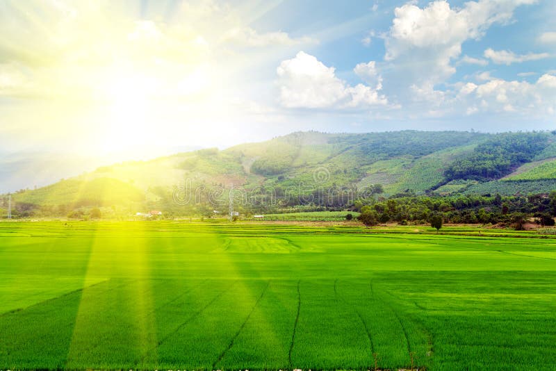 Spring sunset rice fields stock image. Image of indian - 136785183