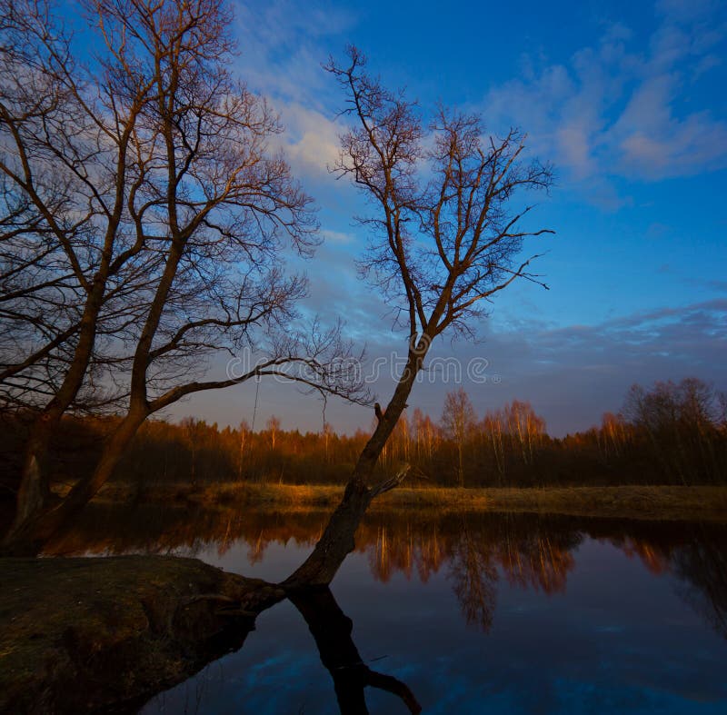 The River Luga, Leningrad Region, Russia Stock Image - Image of reeds ...