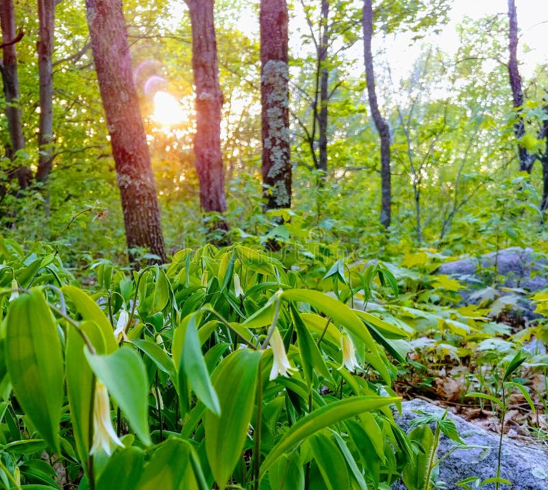 Spring Sunset stock photo. Image of spring, lily, valley - 141649808
