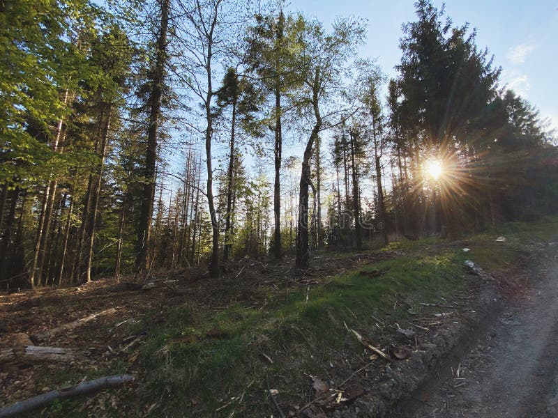 Spring Sunset through Trees on Hill Stock Photo - Image of woodland ...