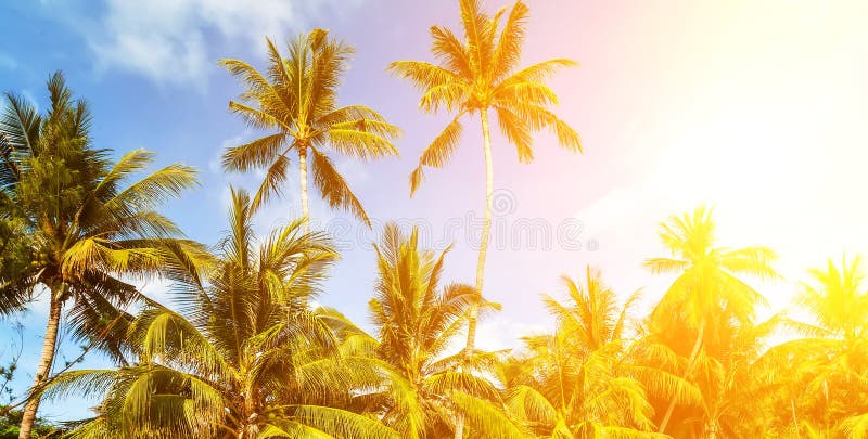 Spring Sunset Tropical Landscape Stock Image - Image of holiday, sandy ...