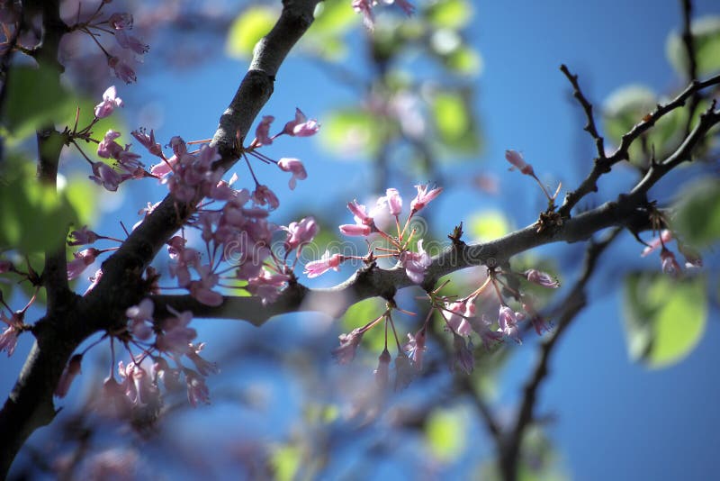 Spring stock image. Image of growth, blossom, flower, sunshine - 4651167