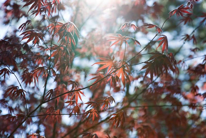 Spring Sunshine stock image. Image of filter, sunshine - 9883141