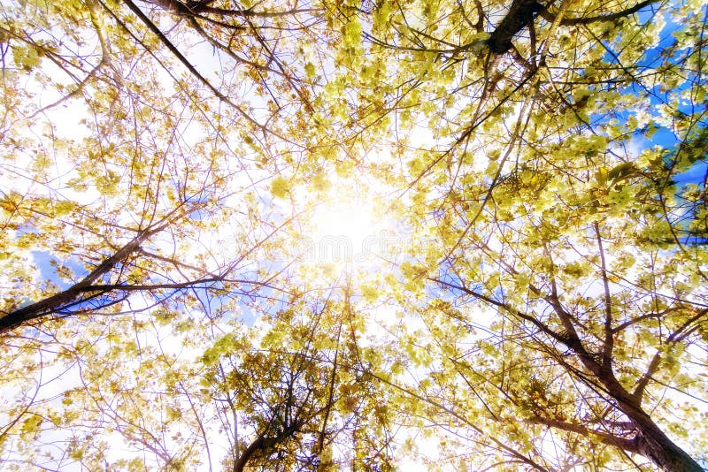 Spring sunshine blossom stock image. Image of macro, outdoors - 32831047