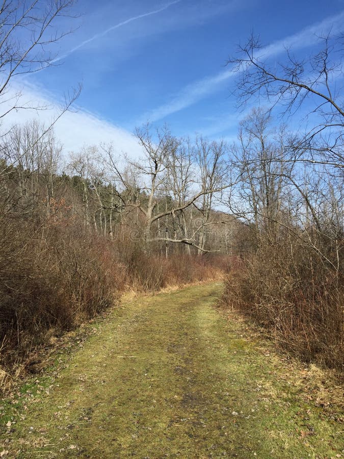 Spring sunshine stock image. Image of leaves, trees, tree - 87463517