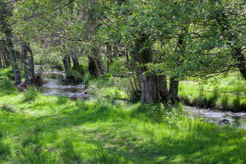 1,226 Babbling Brook Stock Photos - Free & Royalty-Free Stock Photos ...