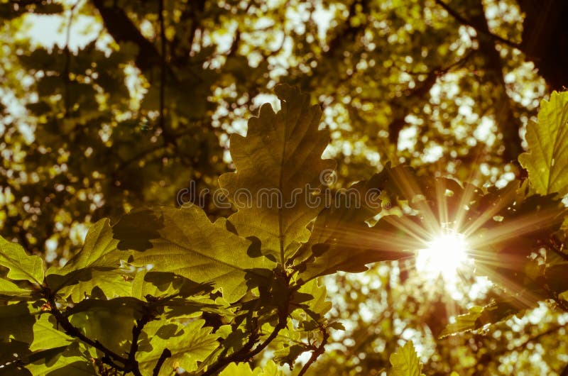 Spring and sunshine stock photo. Image of environment - 84179030