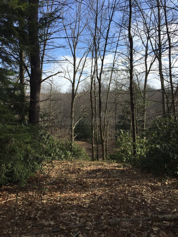 Spring sunshine stock image. Image of green, decor, foilage - 87220479