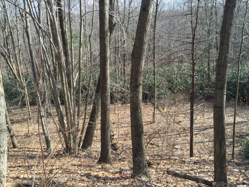 Spring sunshine stock photo. Image of forest, dresser - 87253796