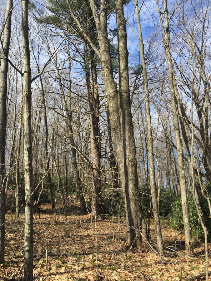 Spring sunshine stock image. Image of flower, crafts - 87280317