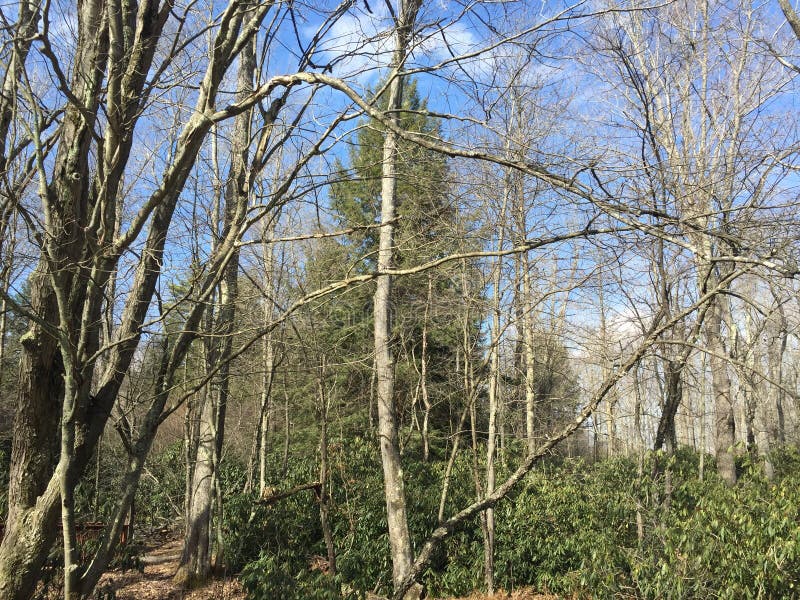 Spring sunshine stock image. Image of spring, vegetation - 87361331