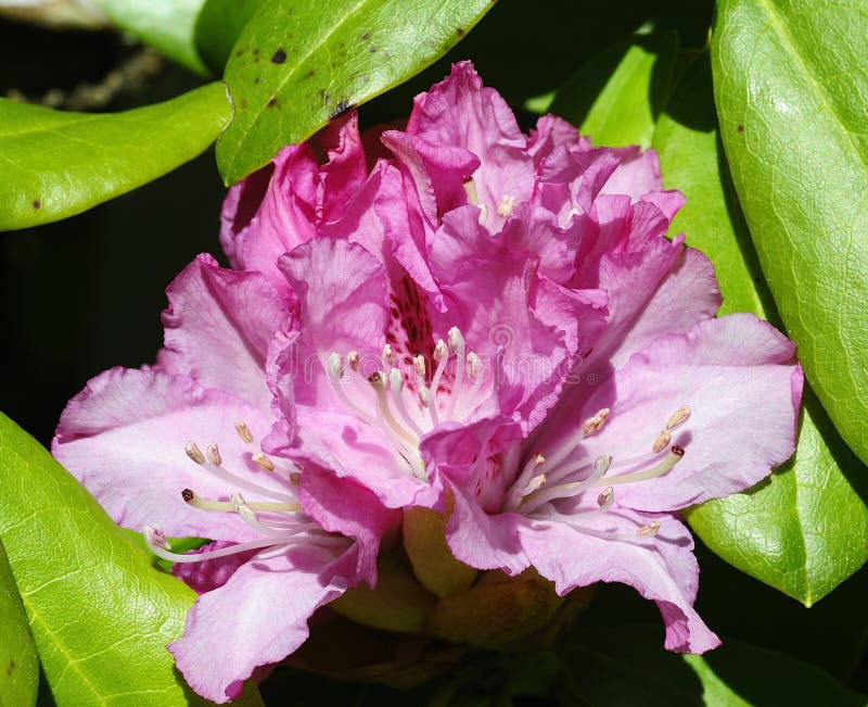 Spring Sunshine and the Pink Rhododendron Stock Image - Image of great ...