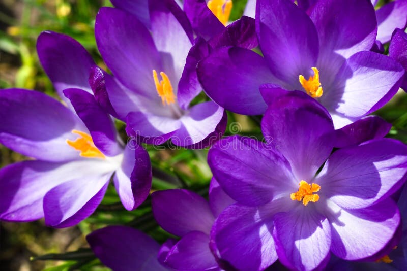 Purple Crocus Flowers stock photo. Image of gardening - 24374496