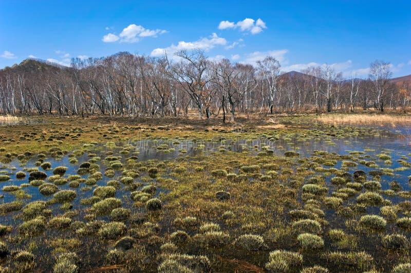 About the spring swamp-2. stock photo. Image of forest - 24516676