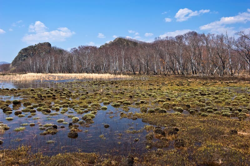 About the spring swamp. stock photo. Image of grass, aqua - 24516568