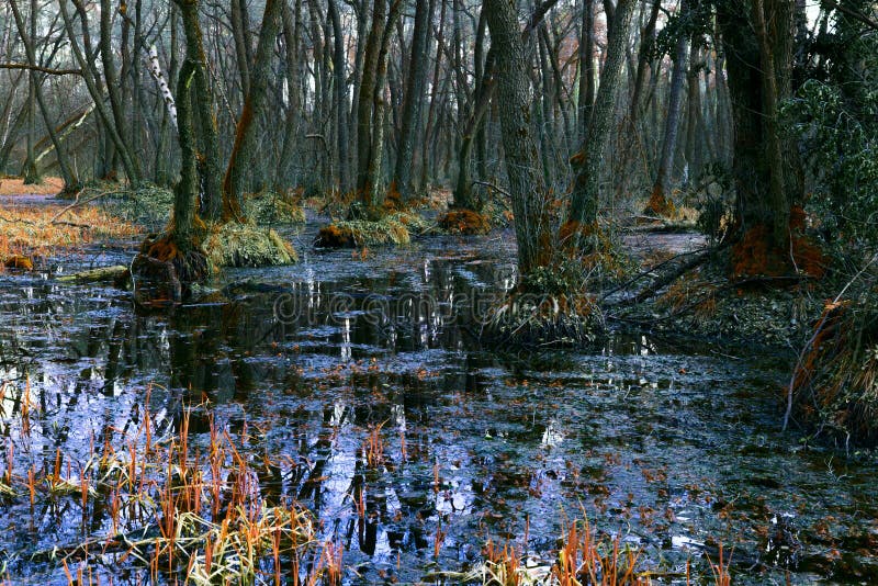 Spring Swamp Plants Bouquet Stock Photo - Image of nature, brown: 90300146