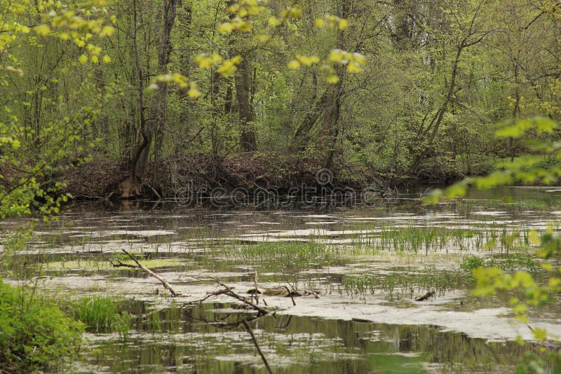 Spring_swamp stock photo. Image of spring, bayou, leaf - 218085724