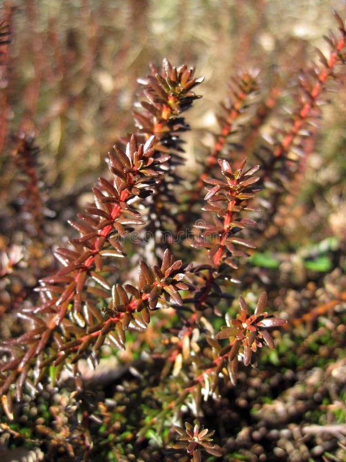 Spring swamp plants stock image. Image of leaf, flowering - 90300233