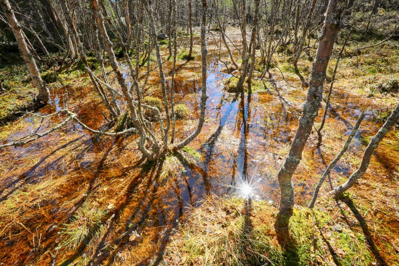 Spring on the swamp stock photo. Image of trees, spring - 116450974
