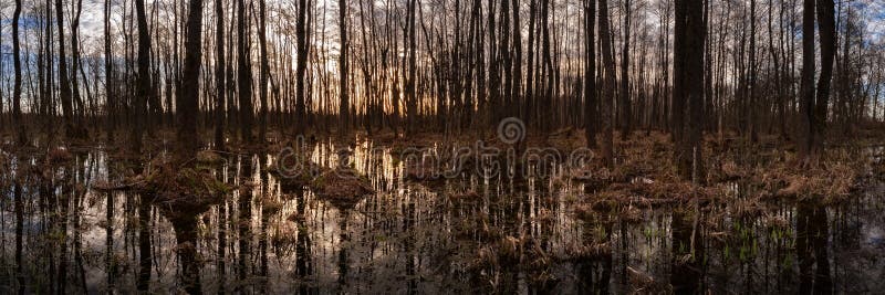 Spring Swampy Forest with Flooded Bare Trees, Hummocks and Grass in the ...