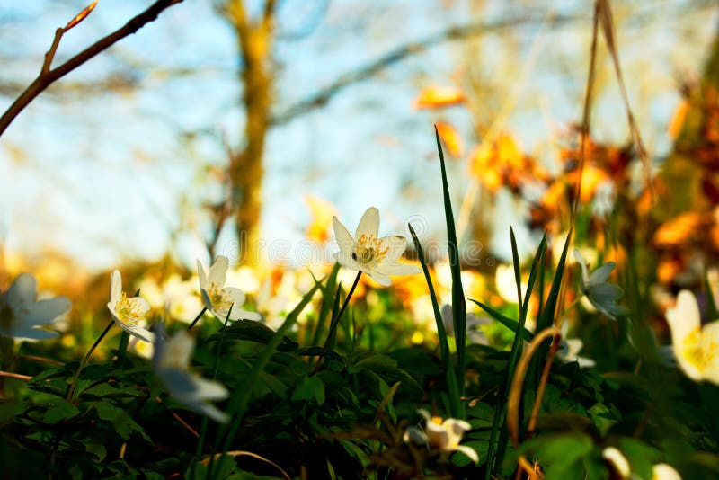Spring in Sweden stock photo. Image of cowered, lamp - 112255356