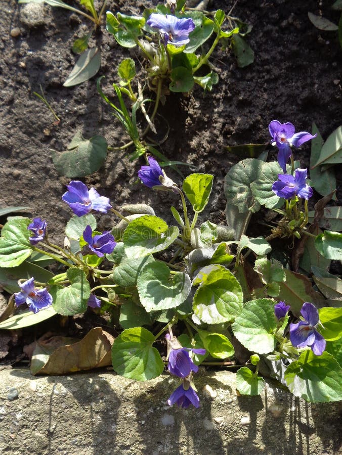 Violets on Natural Background Stock Image - Image of concept, colored ...