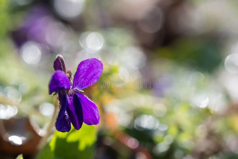 Spring,sweet Wild Violets on Natural Background Stock Photo - Image of ...